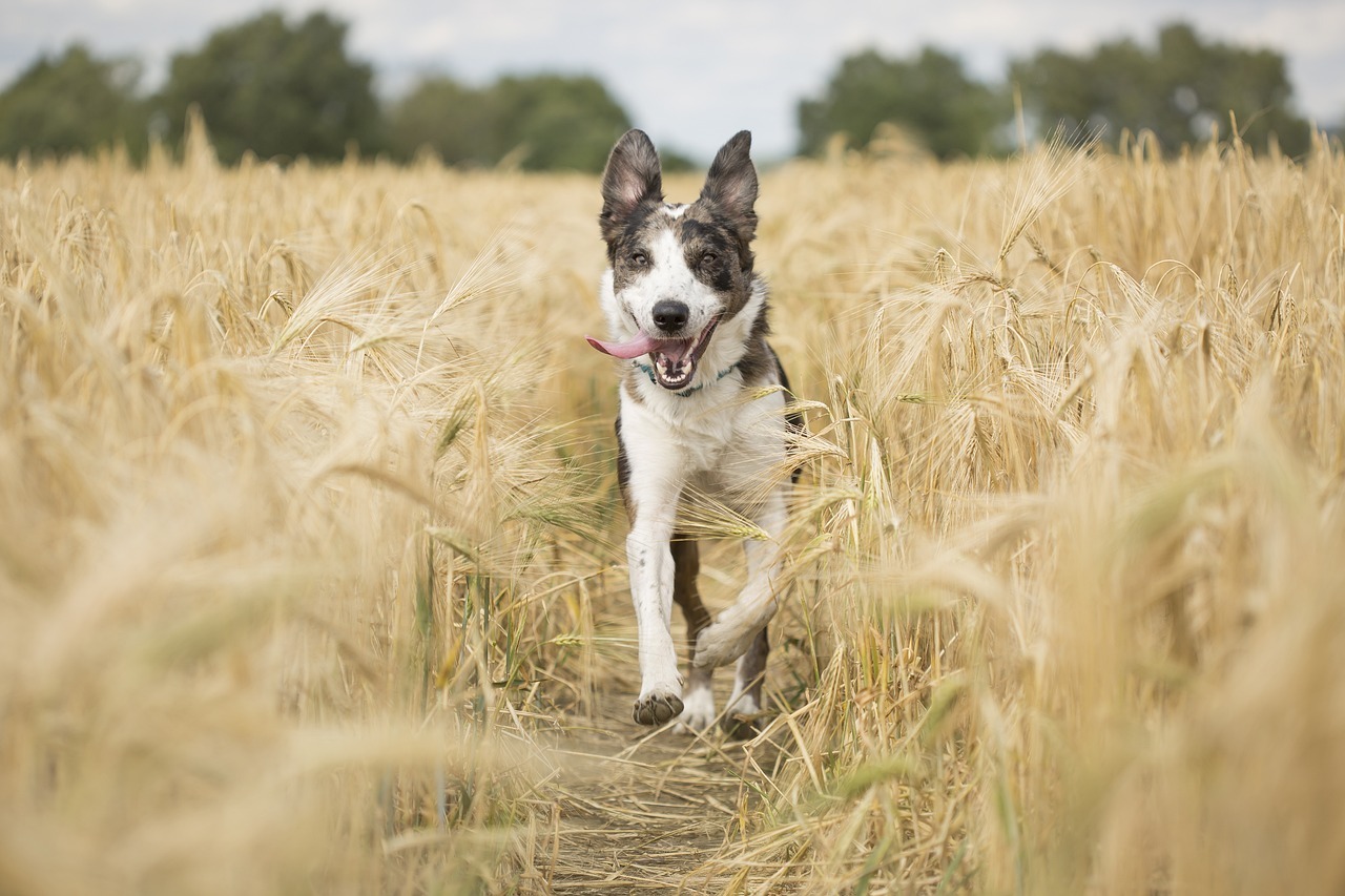 A Guide To Cranial Cruciate Ligament Tears In Pets | Common Companion ...